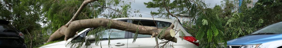 Risarcimento danni da caduta albero: chi paga e richiesta - SLLS.IT